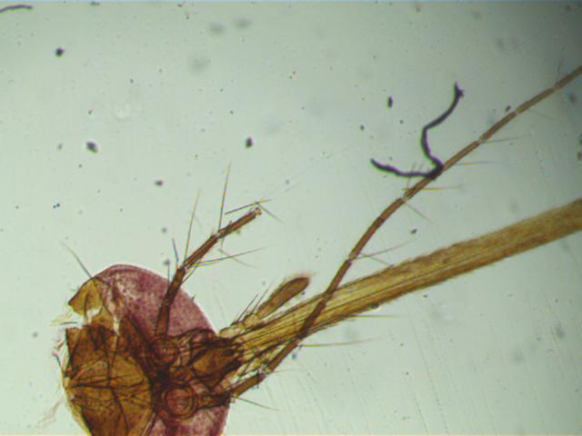 Як відчуває себе комашка в світі велетнів? - Новопечерська школа